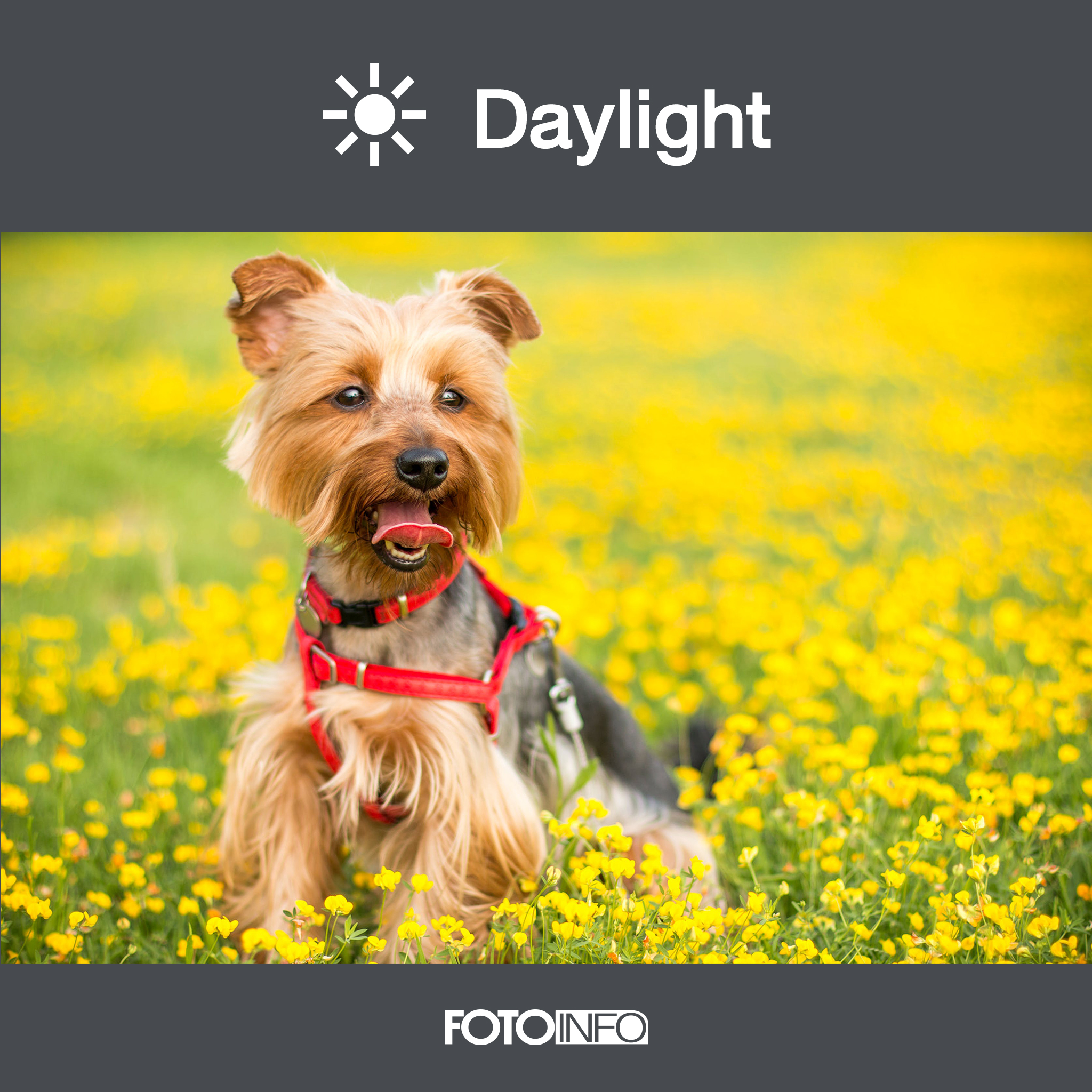 White Balance (WB)-Fotoinfo Magazine