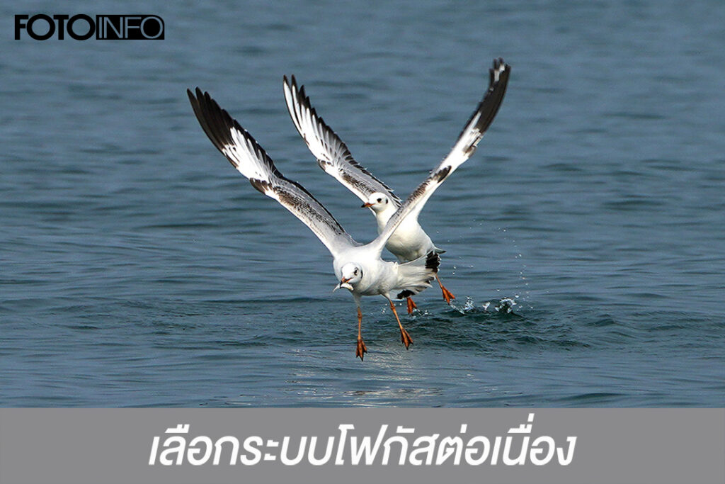 5 เทคนิคง่ายๆ ถ่ายนกบิน Action Bird Photography - Fotoinfo Magazine